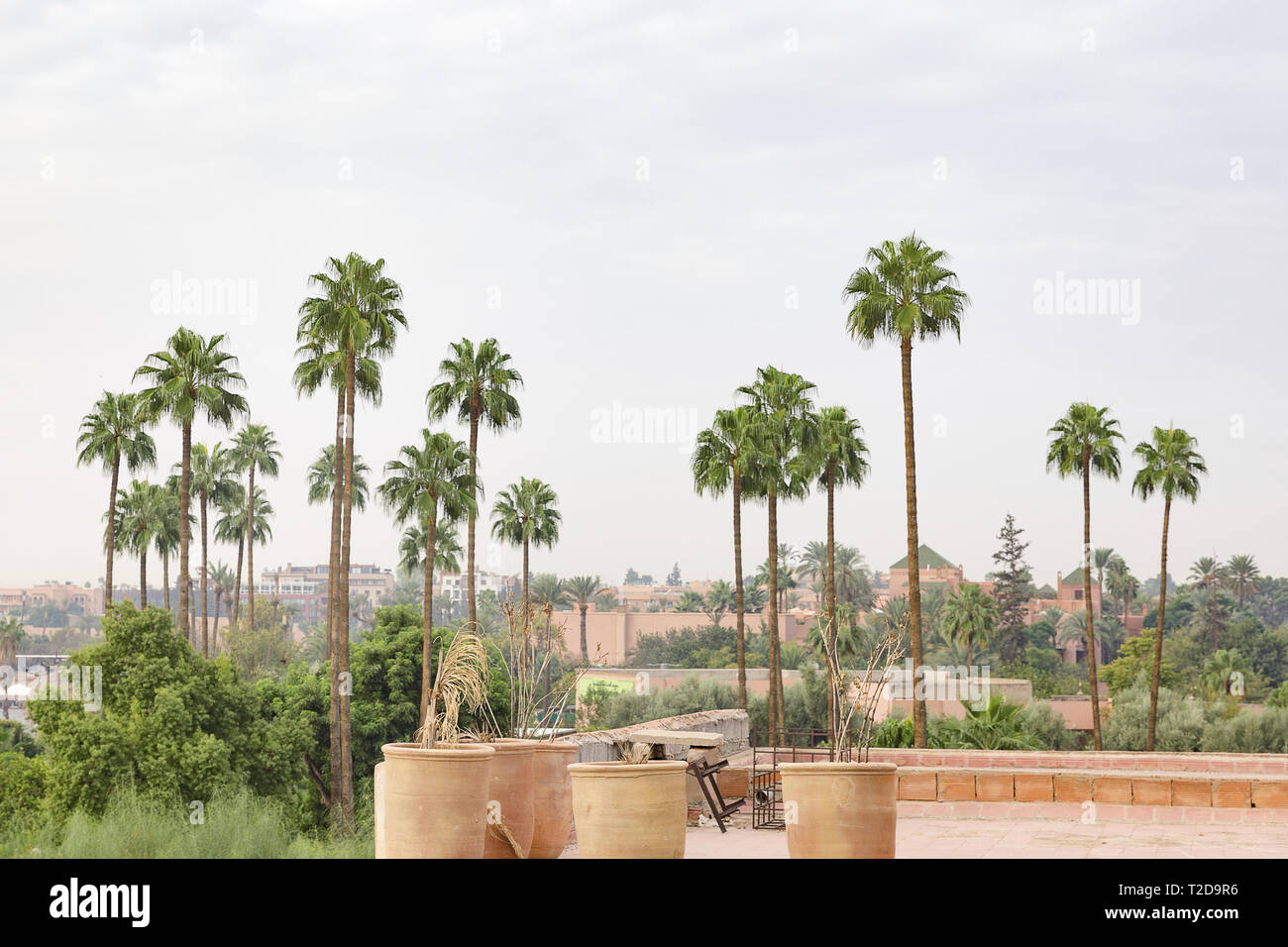 trees in Morocco Stock Photo - Alamy