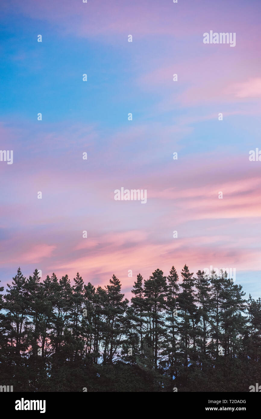 Pink Sunset Pine Trees Stock Photo - Alamy