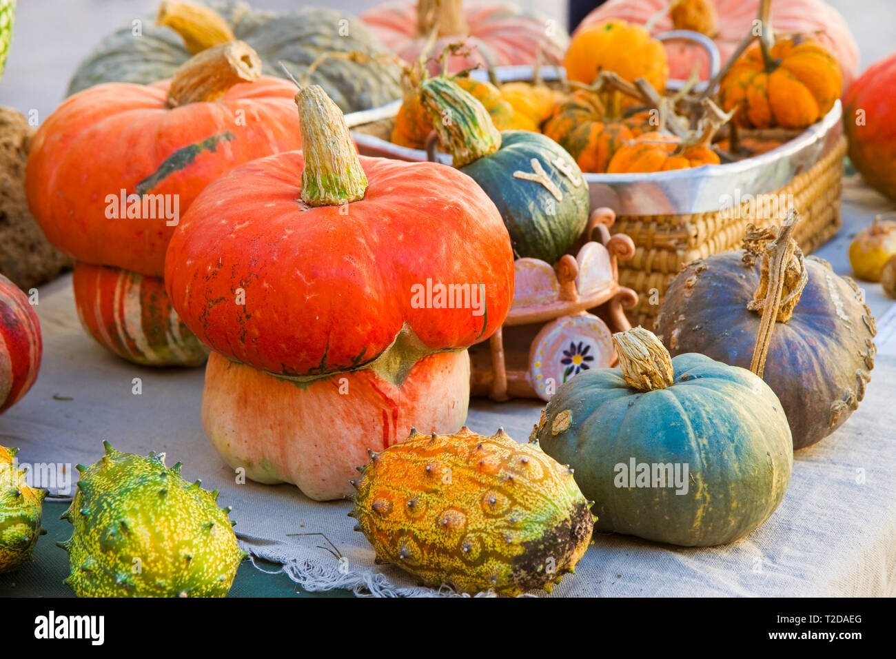 Colorful pumpkins assortment of different sizes and types Stock Photo ...