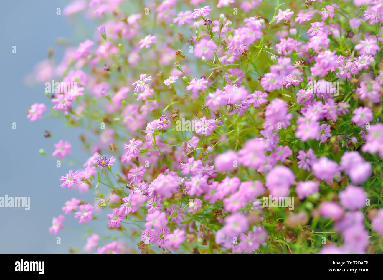 Gypsophila Paniculata ,Baby's Breath flower or Gypsophila Stock Photo ...
