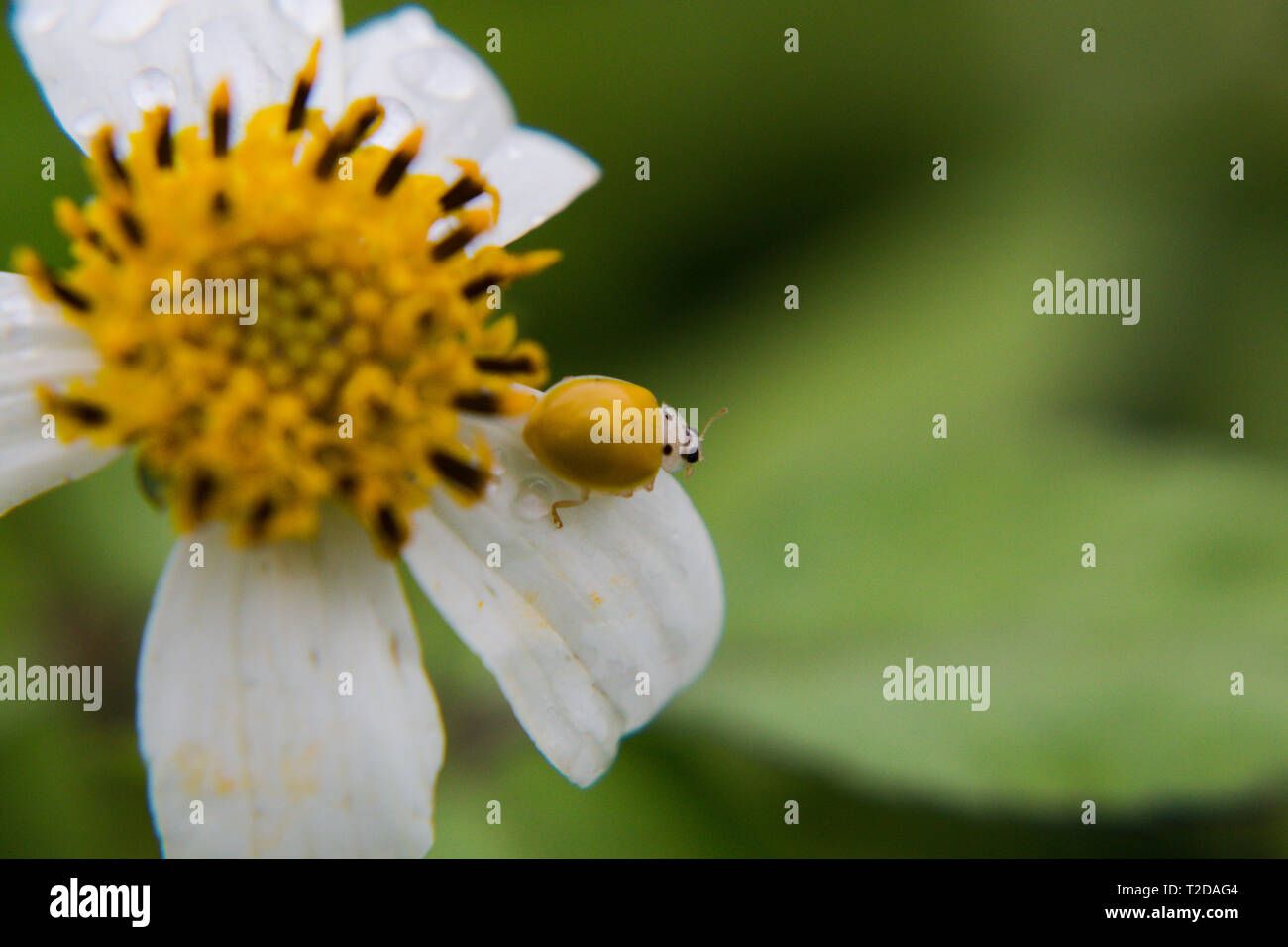 Macro photograph of ladybug hi-res stock photography and images - Alamy