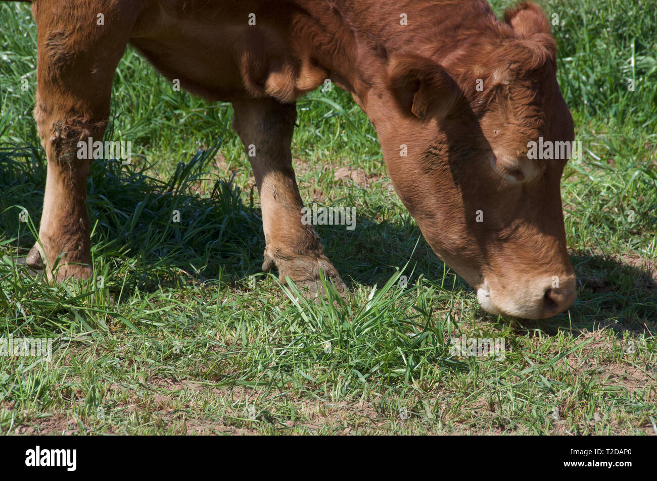 Beef cow hi-res stock photography and images - Alamy