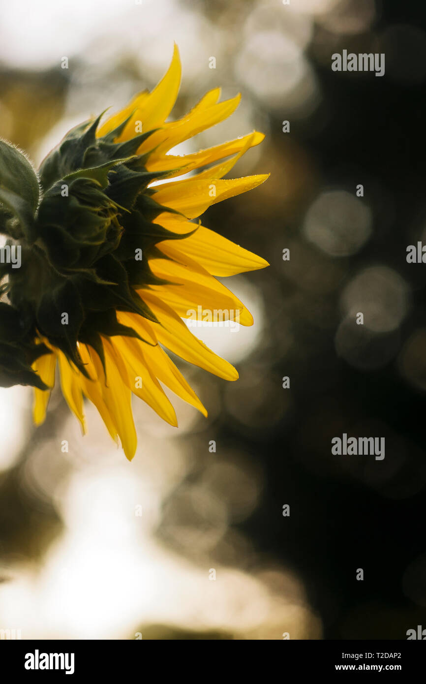 Back of sunflower hi-res stock photography and images - Alamy