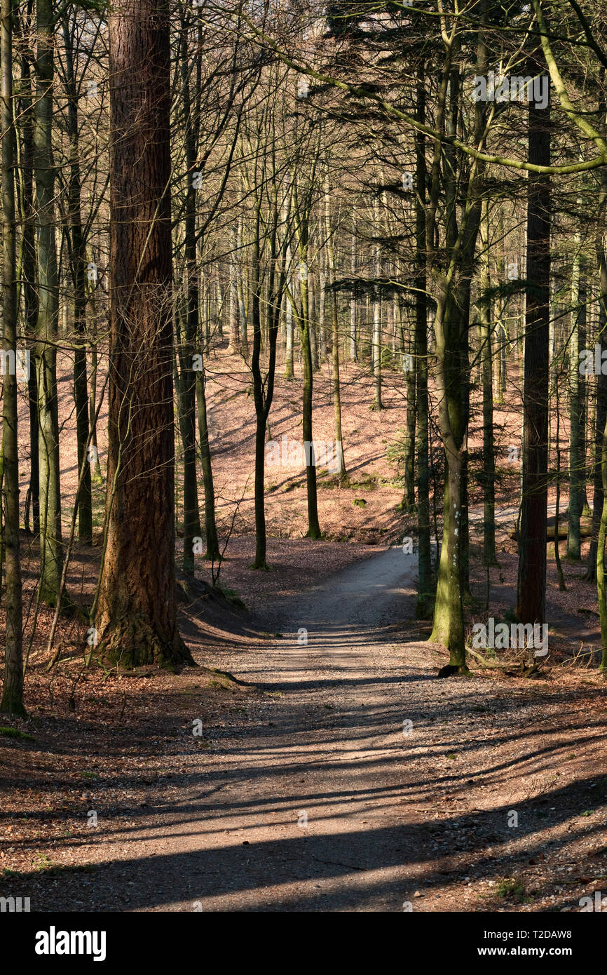 Shadow in a forest at spring Stock Photo - Alamy