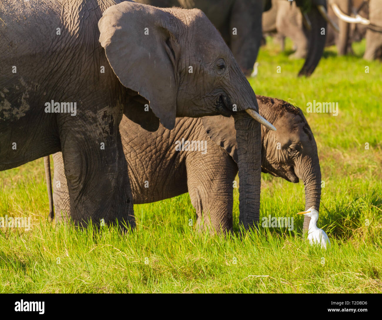 Elephant With Two Calves High Resolution Stock Photography and Images ...