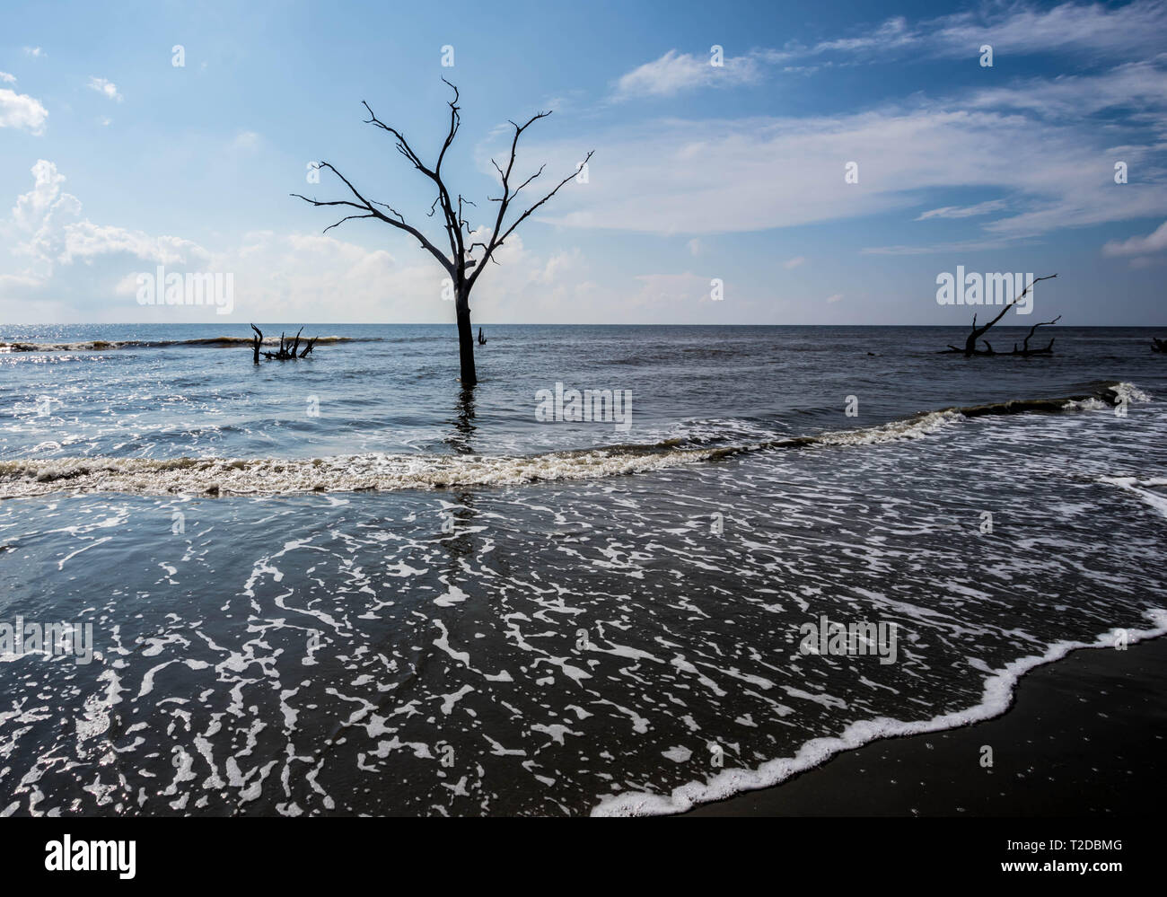 Tree in the water Bulls Island South Carolina Stock Photo - Alamy