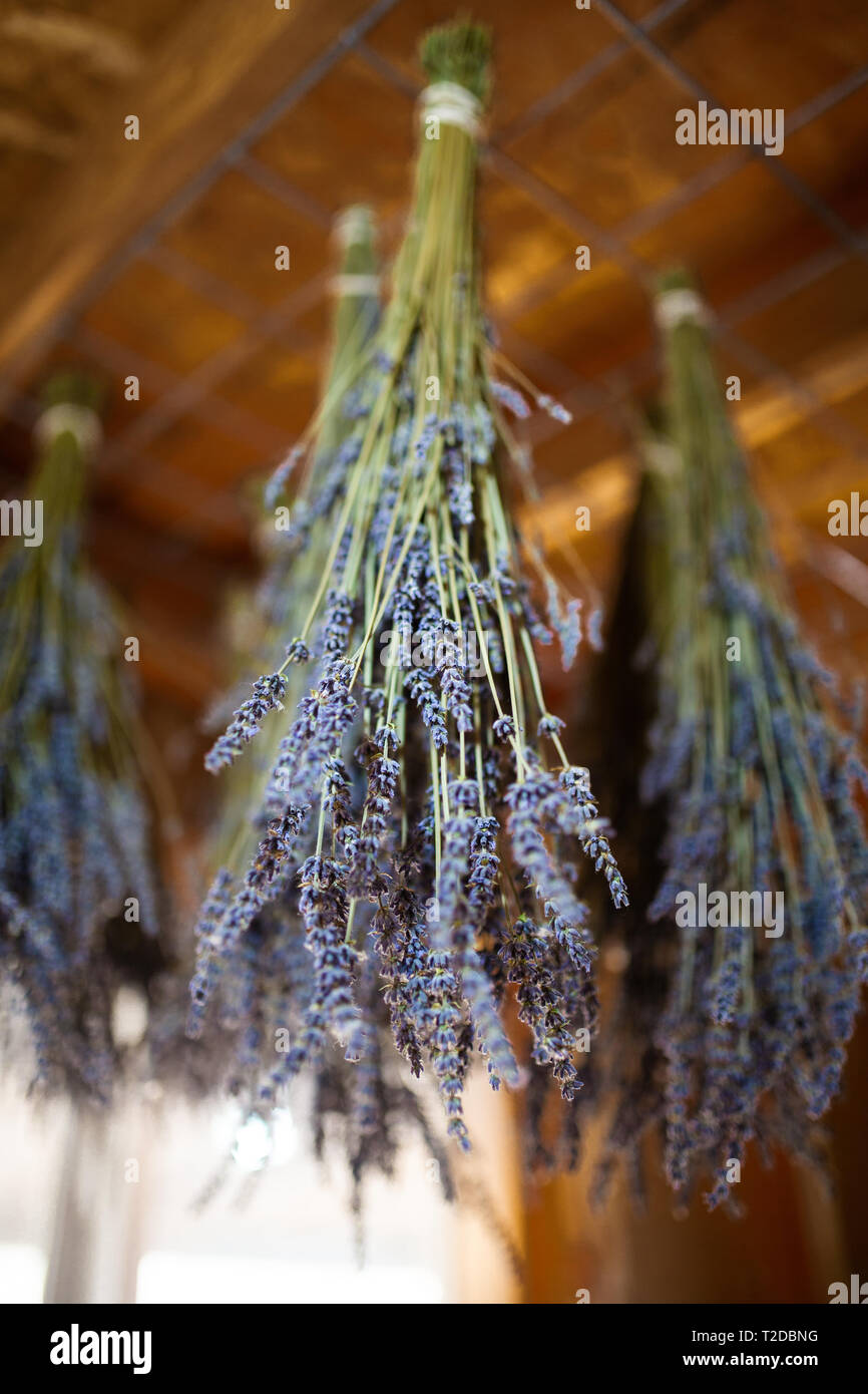 Drying lavender hi-res stock photography and images - Alamy
