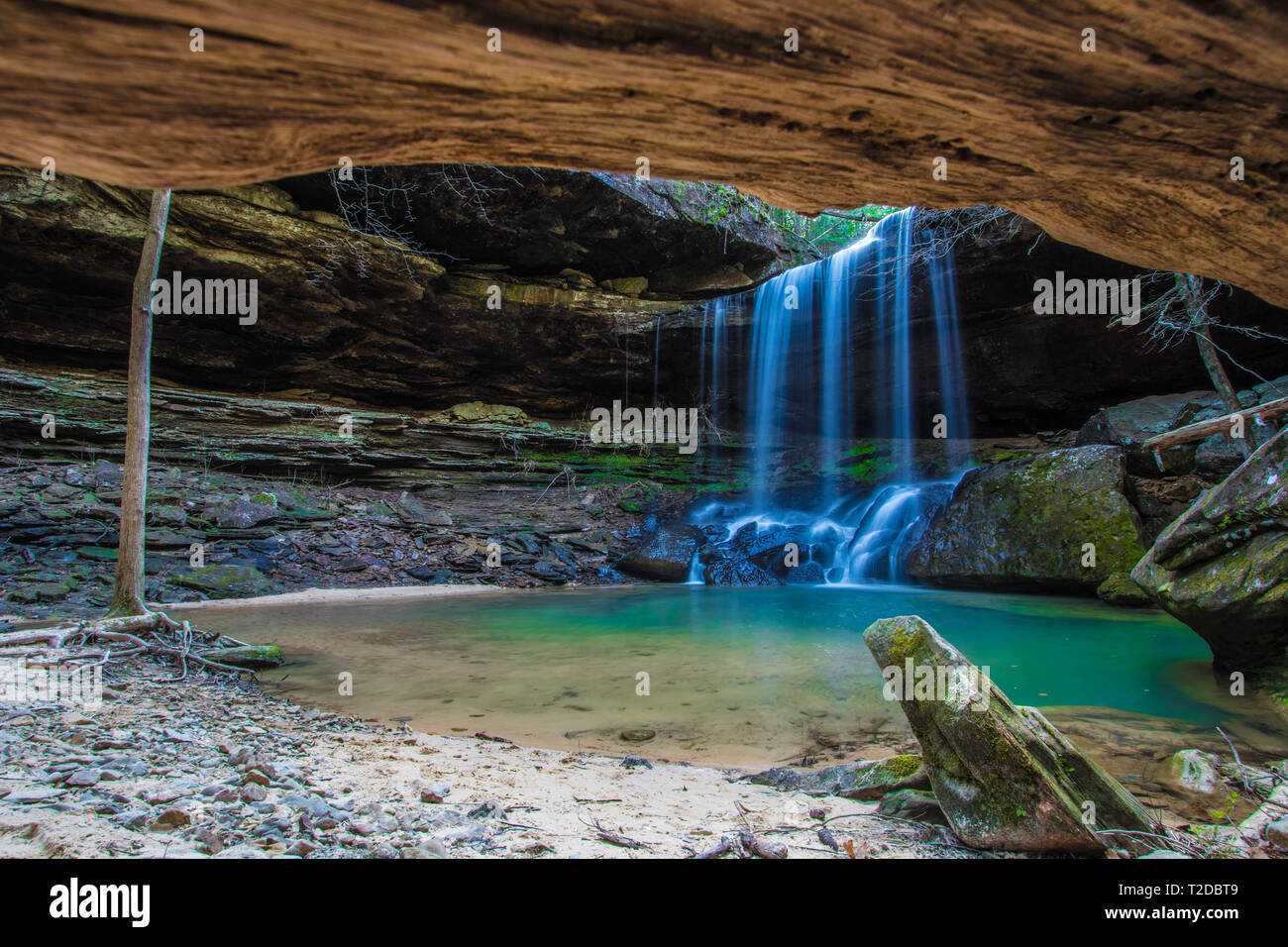 Bankhead moss hi-res stock photography and images - Alamy