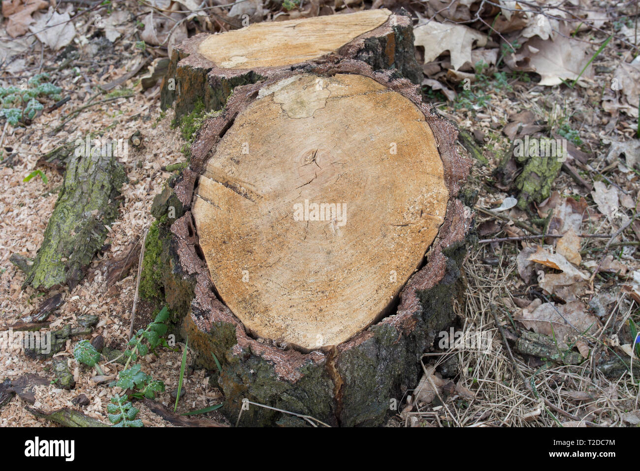 cut birch tree stump closeup Stock Photo - Alamy