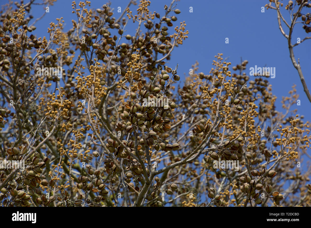 kiri tree without leaves in springtime in front of azure sky, branches ...