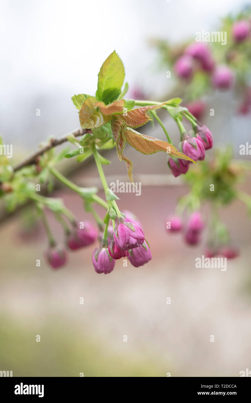 Cherry tree flower hi-res stock photography and images - Alamy