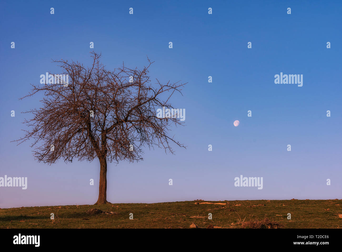 Lonely tree in the mountain, full moon in background Stock Photo - Alamy