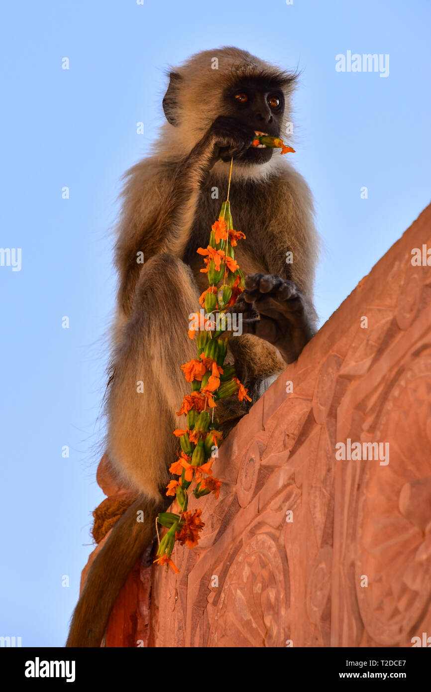 Monkey, Amber Fort, Jaipur, Rajasthan, India Stock Photo - Alamy