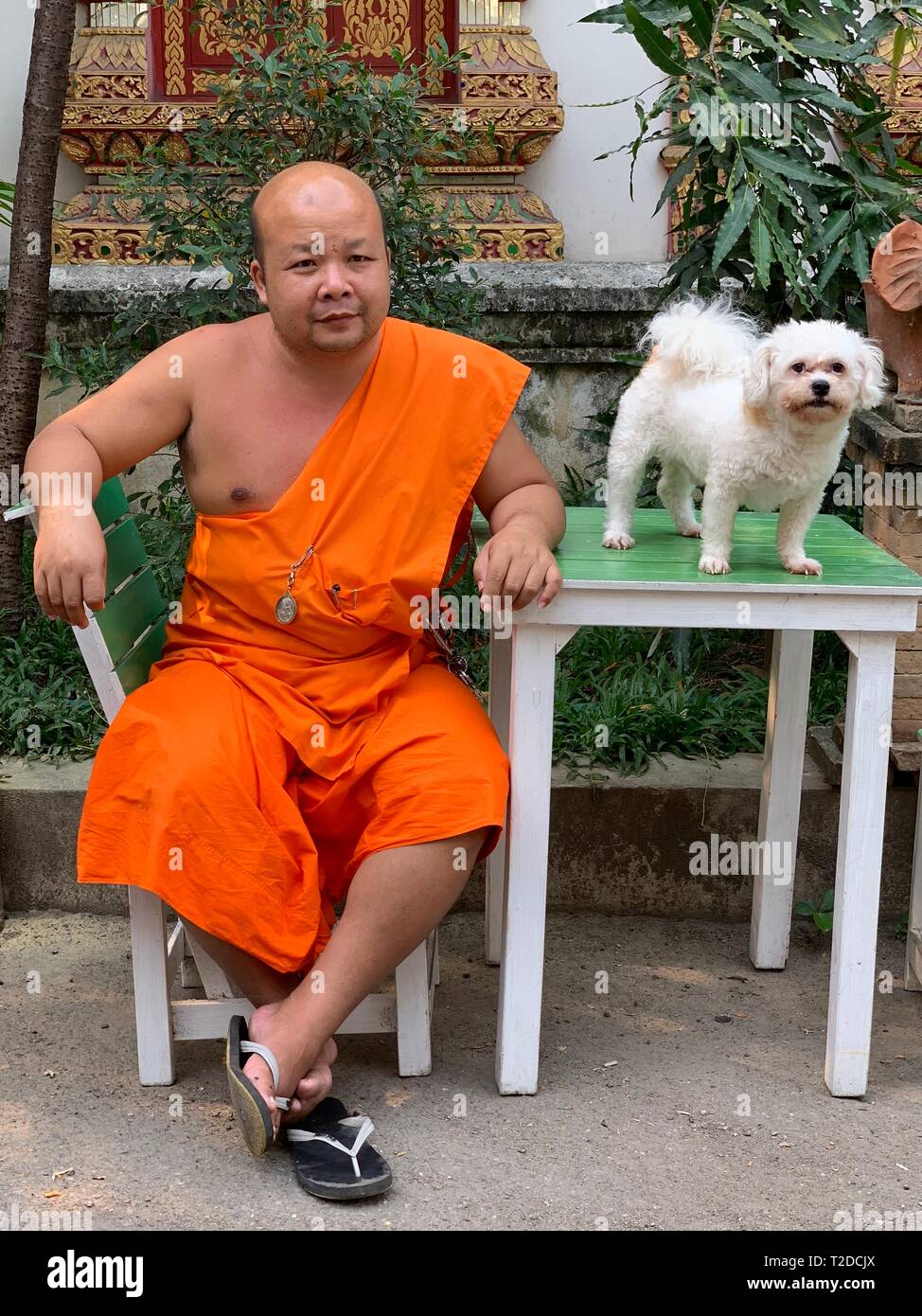 Buddhist Monk and little dog , Chiang ai, Thailand Stock Photo - Alamy