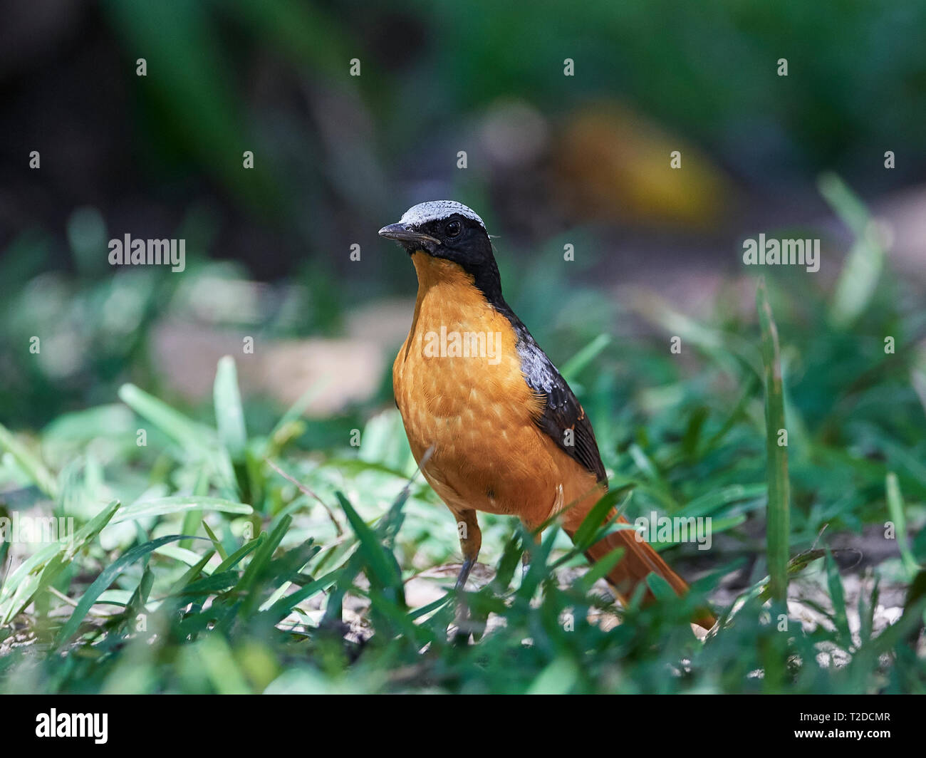 White crowned robin hi-res stock photography and images - Alamy