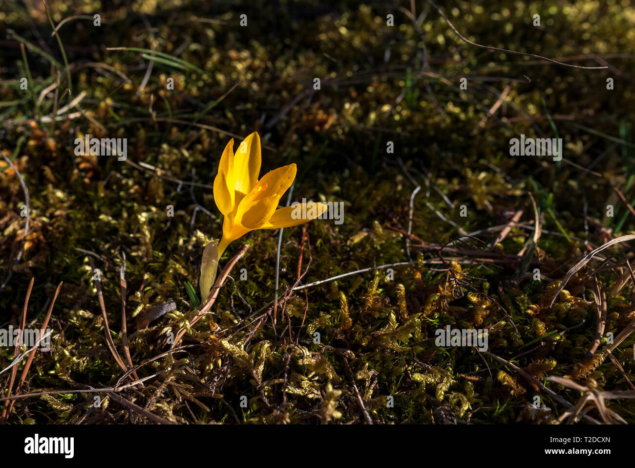 Spring holiday crocus flowers hi-res stock photography and images - Alamy