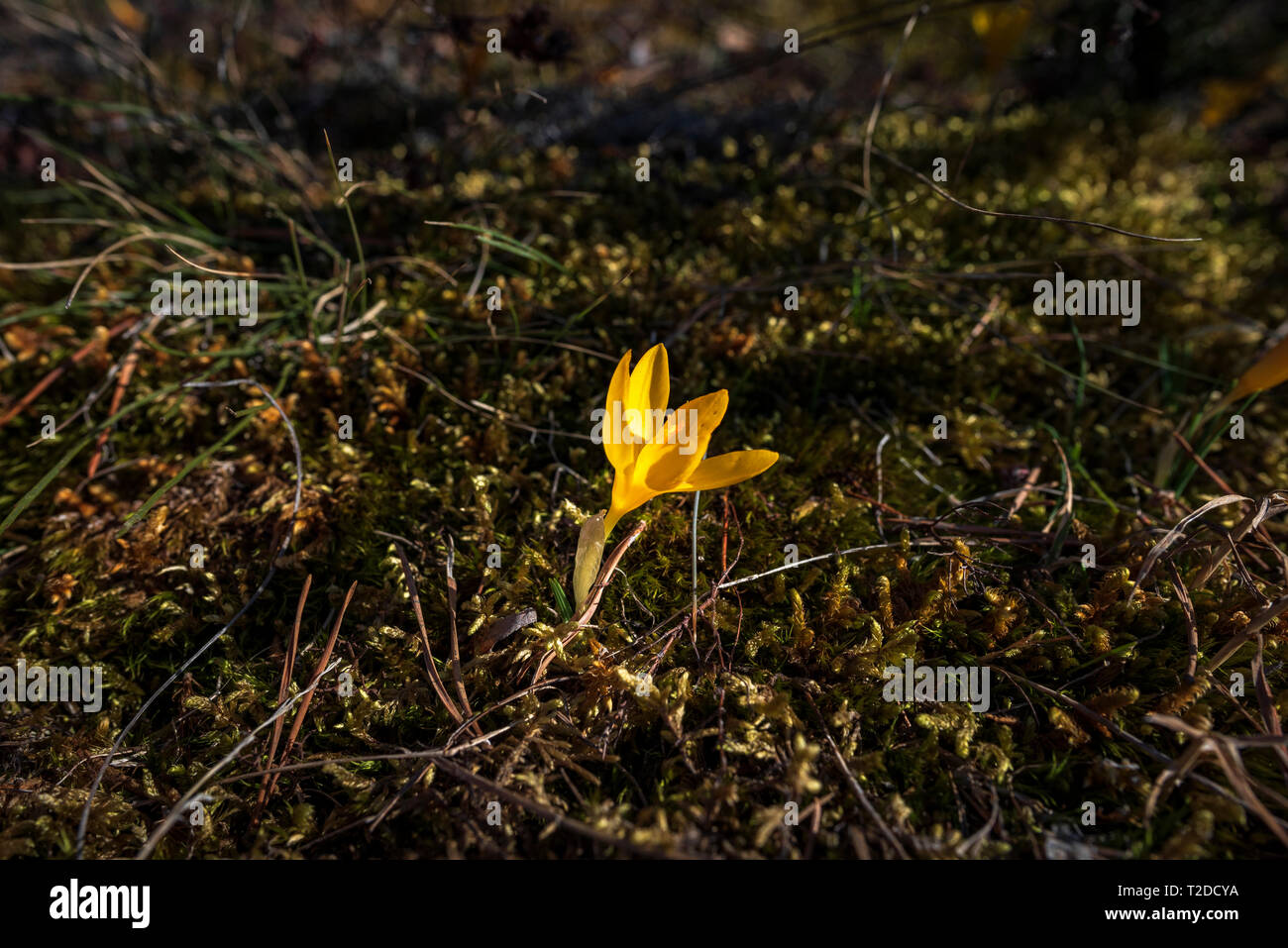 Yellow spring flowers Crocus vernus Stock Photo - Alamy