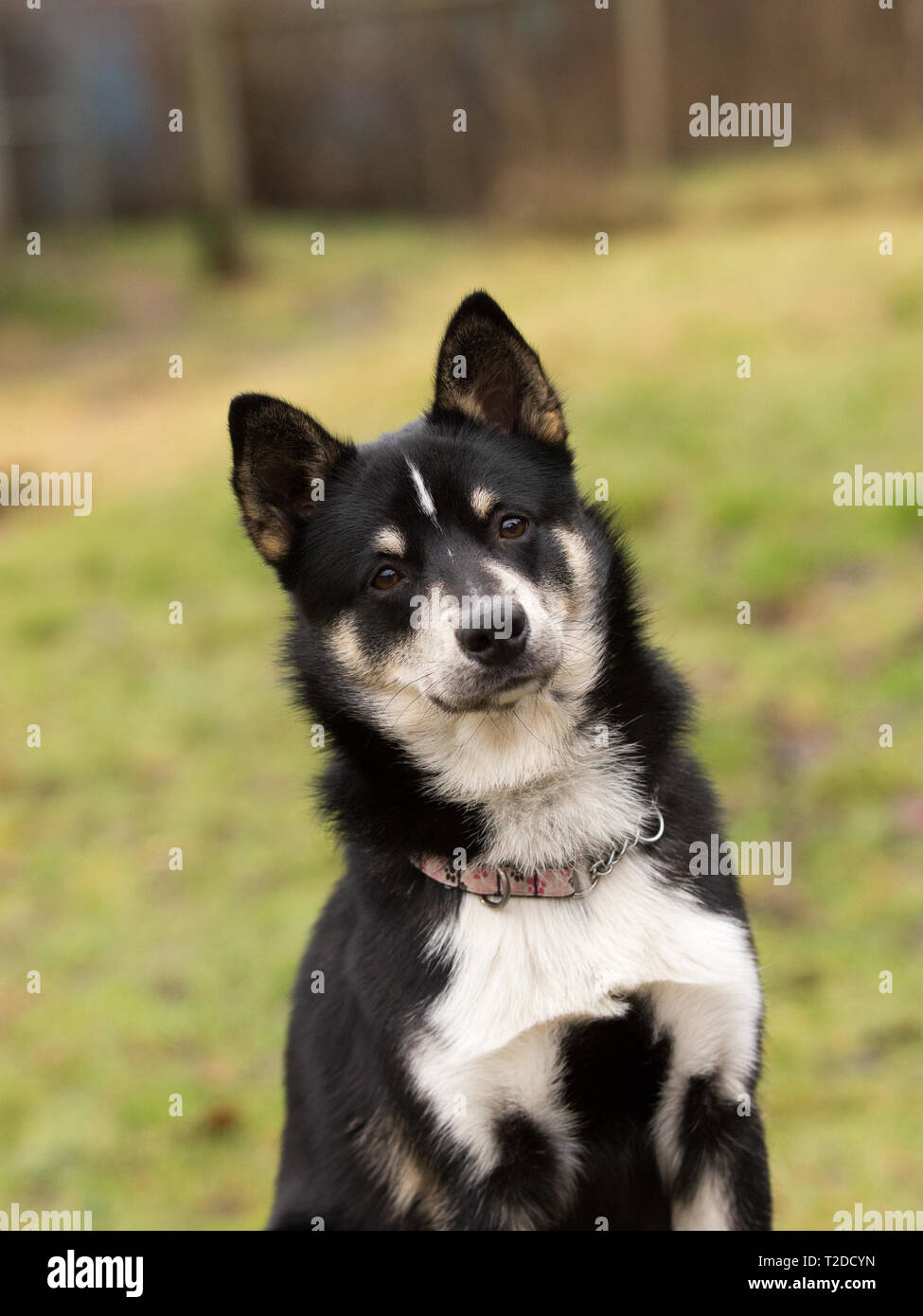 How Often Should You Walk Your Garafian Shepherd Puppy