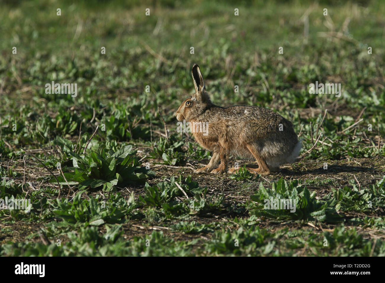 Stunning brown hare lepus europaeus hi-res stock photography and images ...