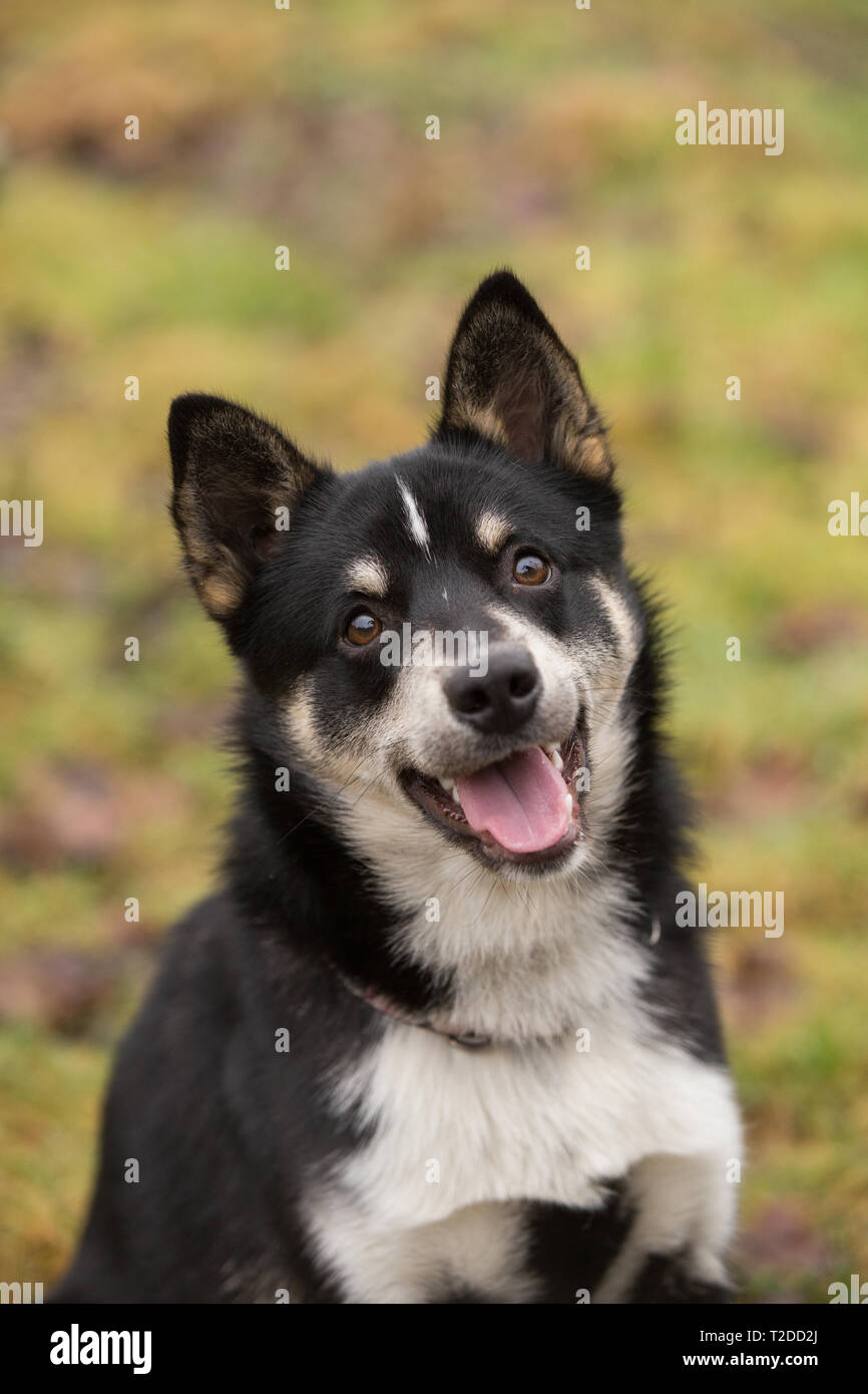 Mixed breed shepherd dog outside Stock Photo - Alamy