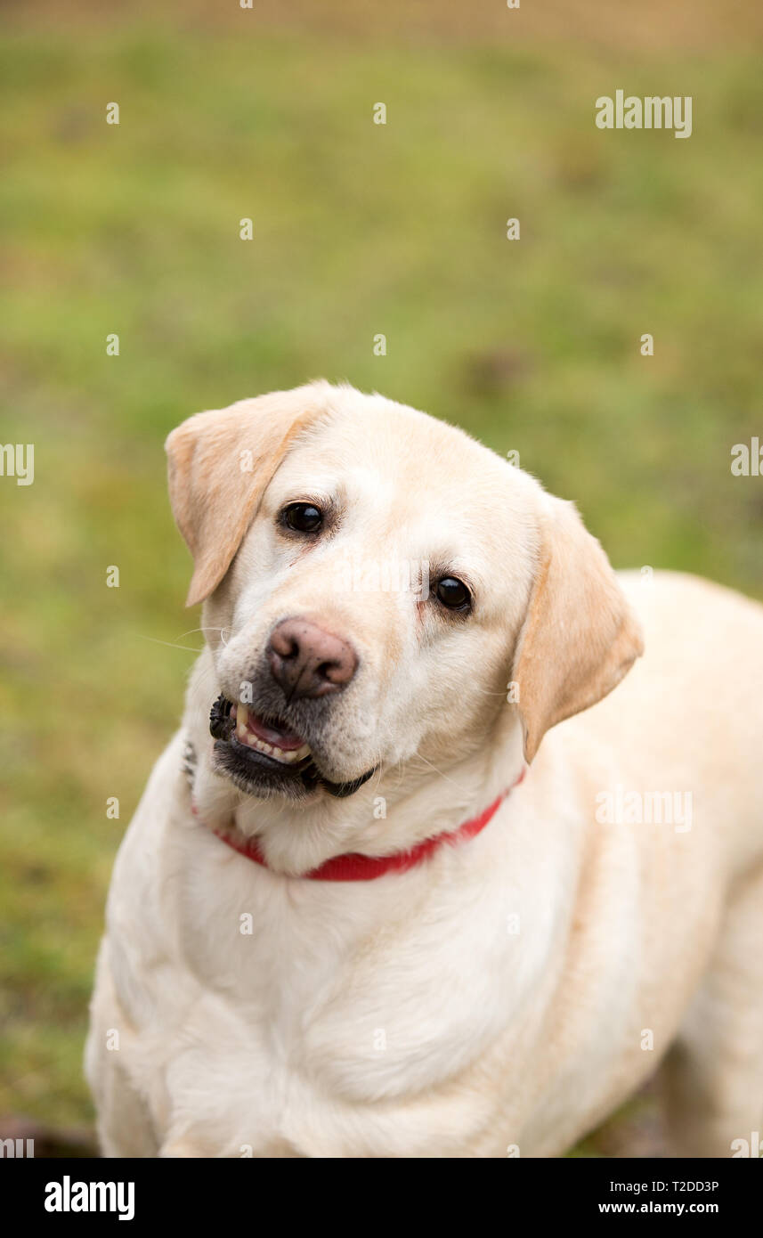 Yellow labrador retriever dog outside Stock Photo - Alamy