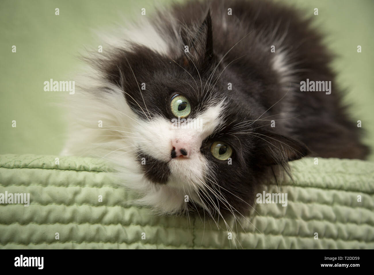 Adult cat in studio Stock Photo - Alamy