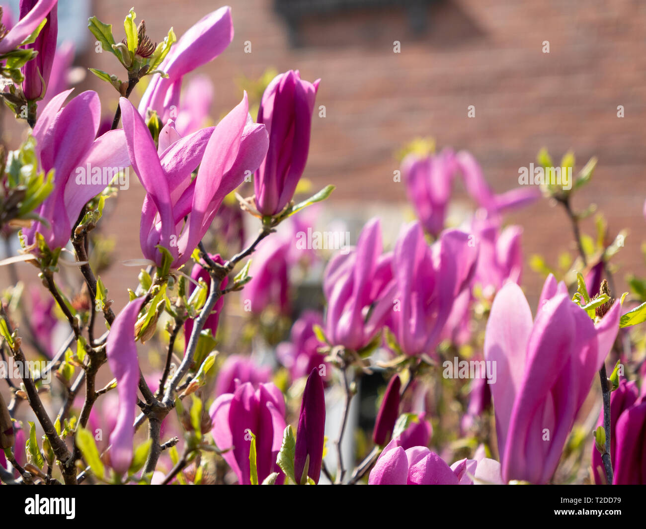 Jane magnolia hi-res stock photography and images - Alamy