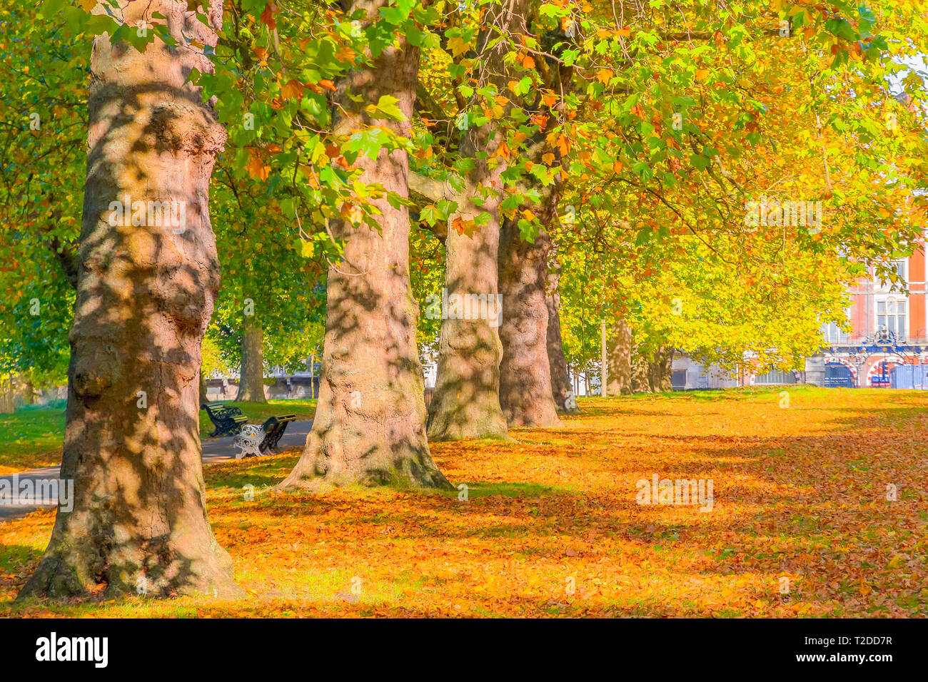 Tree lined avenue london hi-res stock photography and images - Alamy