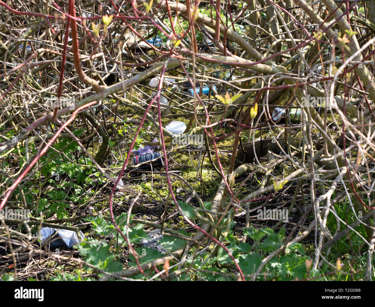 Miscellaneous litter spread under a bush in a local park in Westbury ...