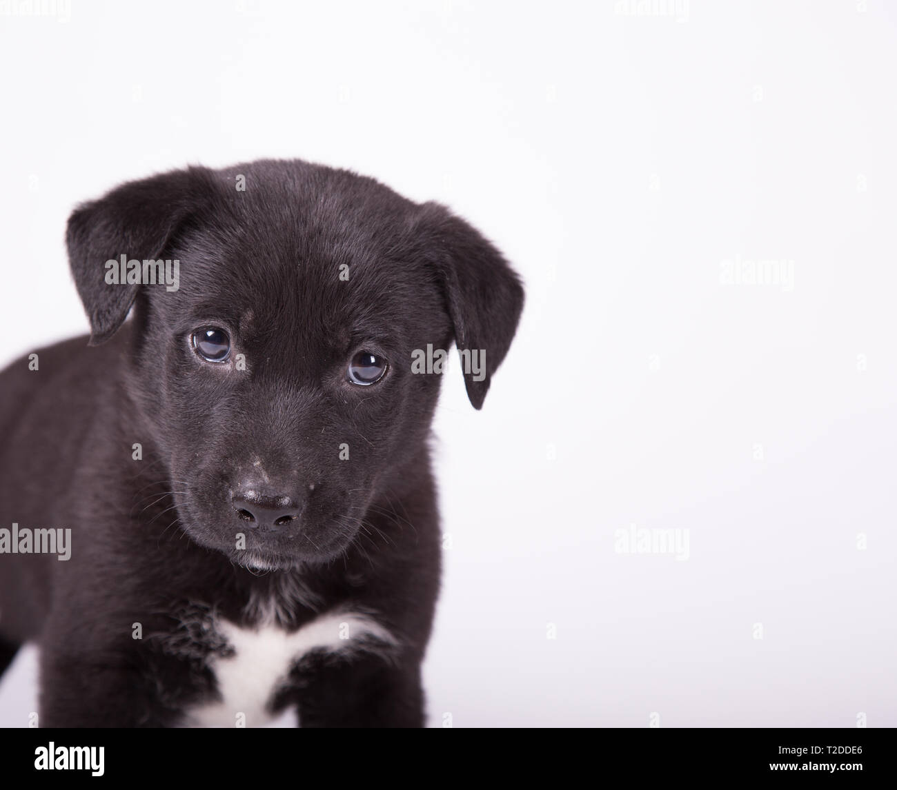 Small black puppy isolated on white background Stock Photo - Alamy