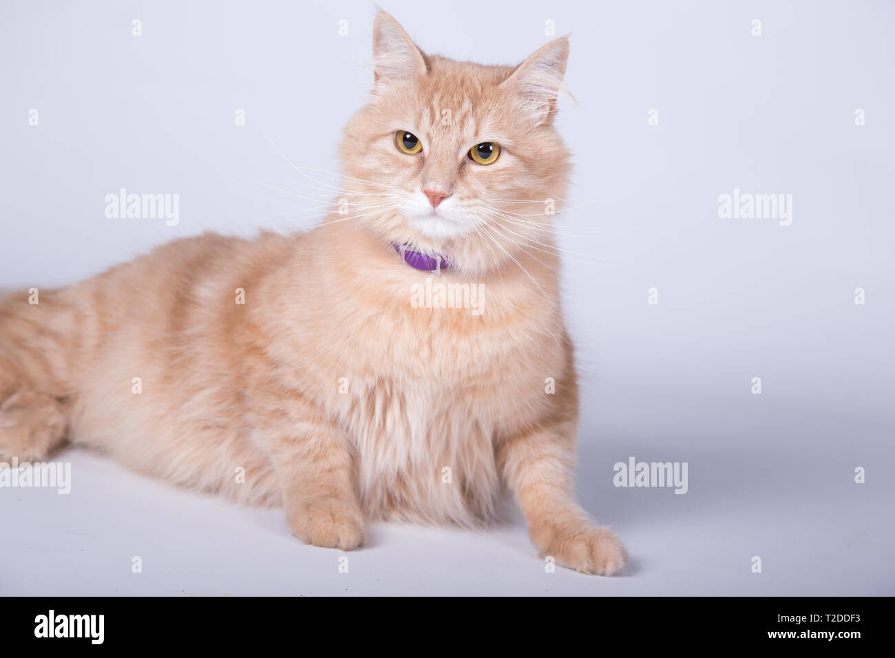 Adult tabby cat isolated on grey in studio Stock Photo - Alamy