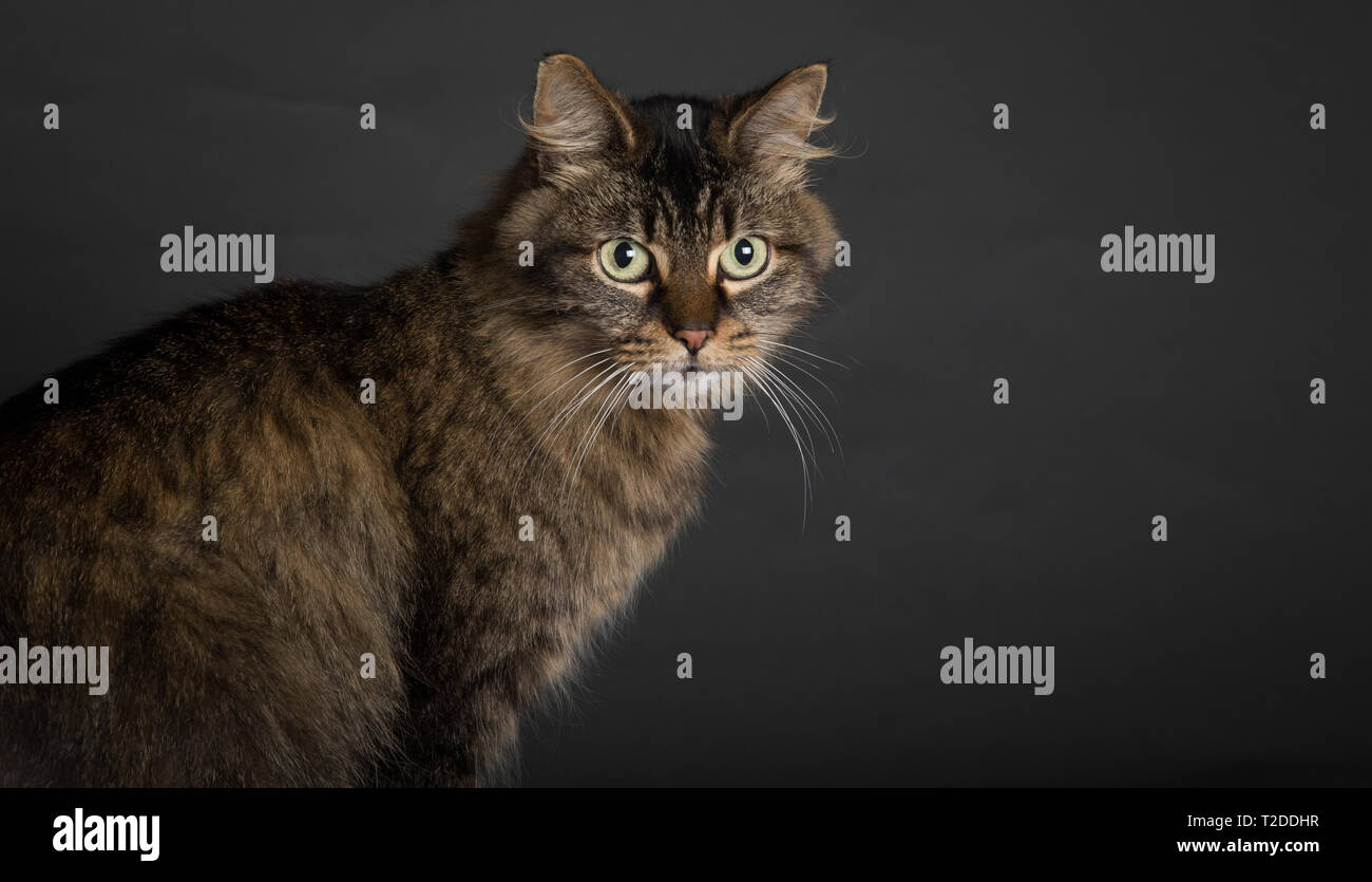 Adult tabby cat isolated on grey in studio Stock Photo - Alamy