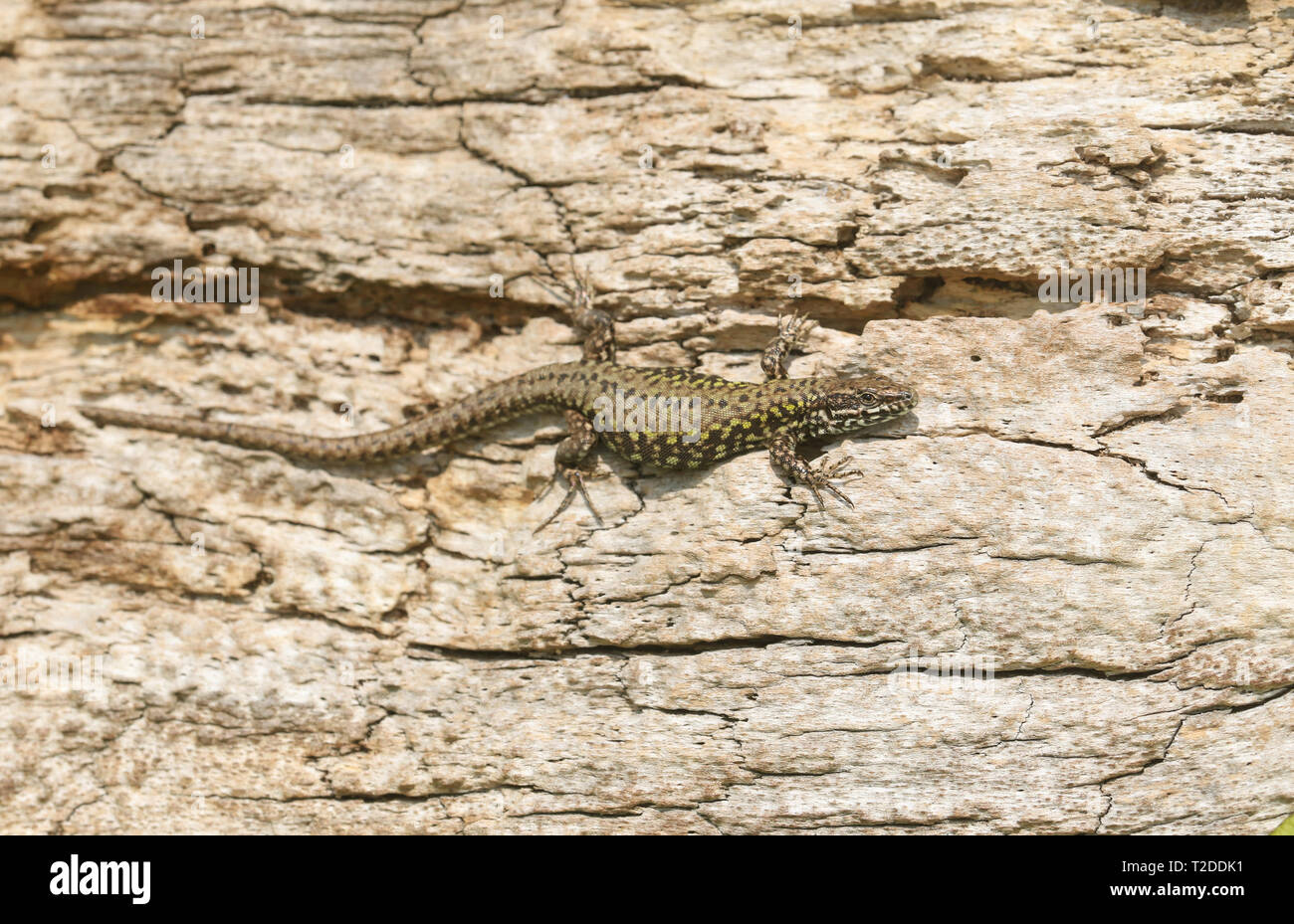 A beautiful Wall Lizard (Podarcis muralis) basking in the sun on a tree ...