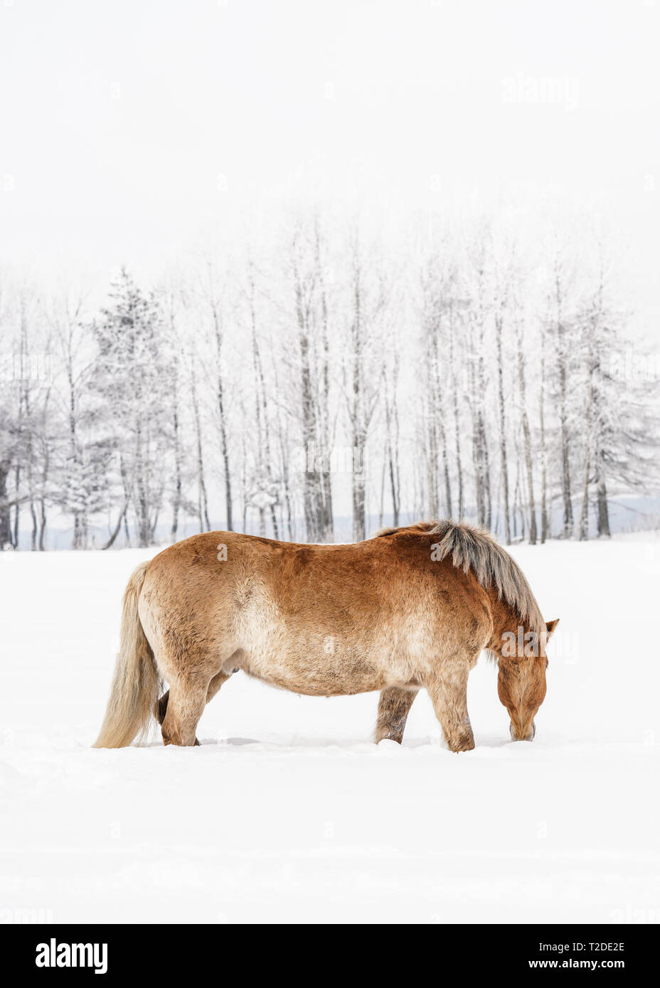 Light brown Haflinger horse wading in snow covered winter field ...