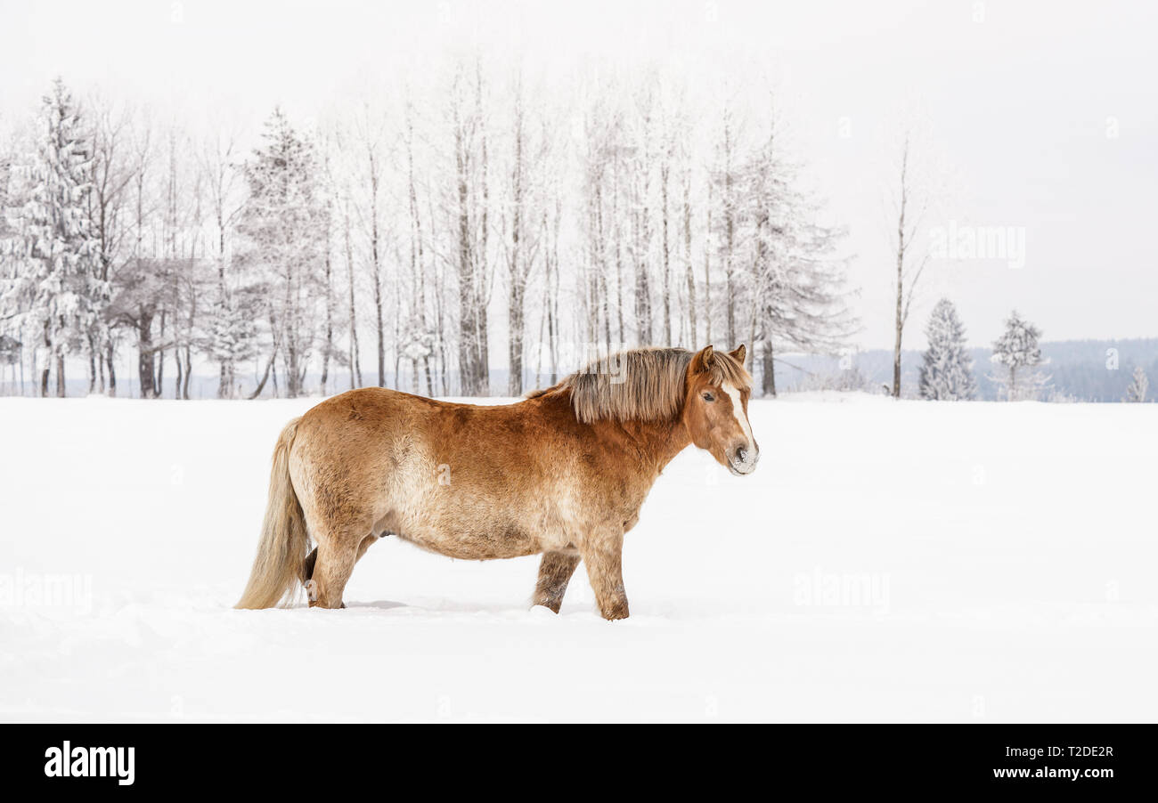 Light brown Haflinger horse wading in snow on winter field, side view ...