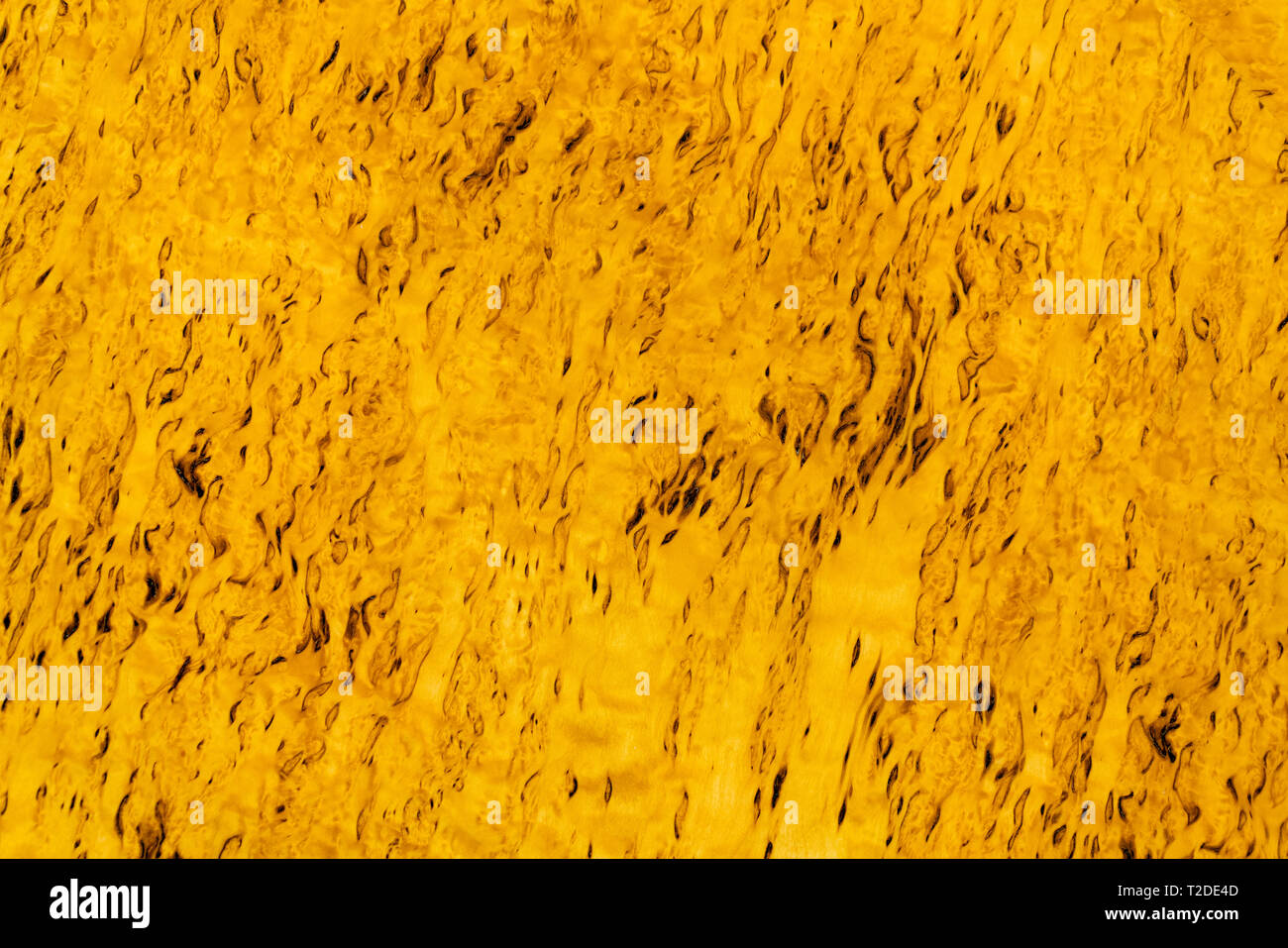 Wood pattern of the Karelian birch, background photo texture. Different ...