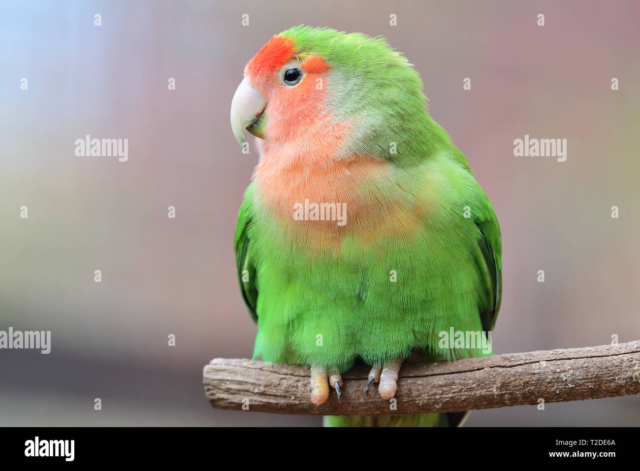 Agapornis roseicollis hi-res stock photography and images - Alamy