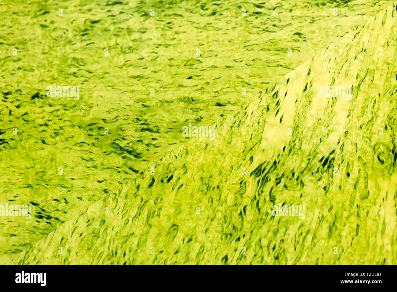 Wood pattern of the Karelian birch, background photo texture. Different ...