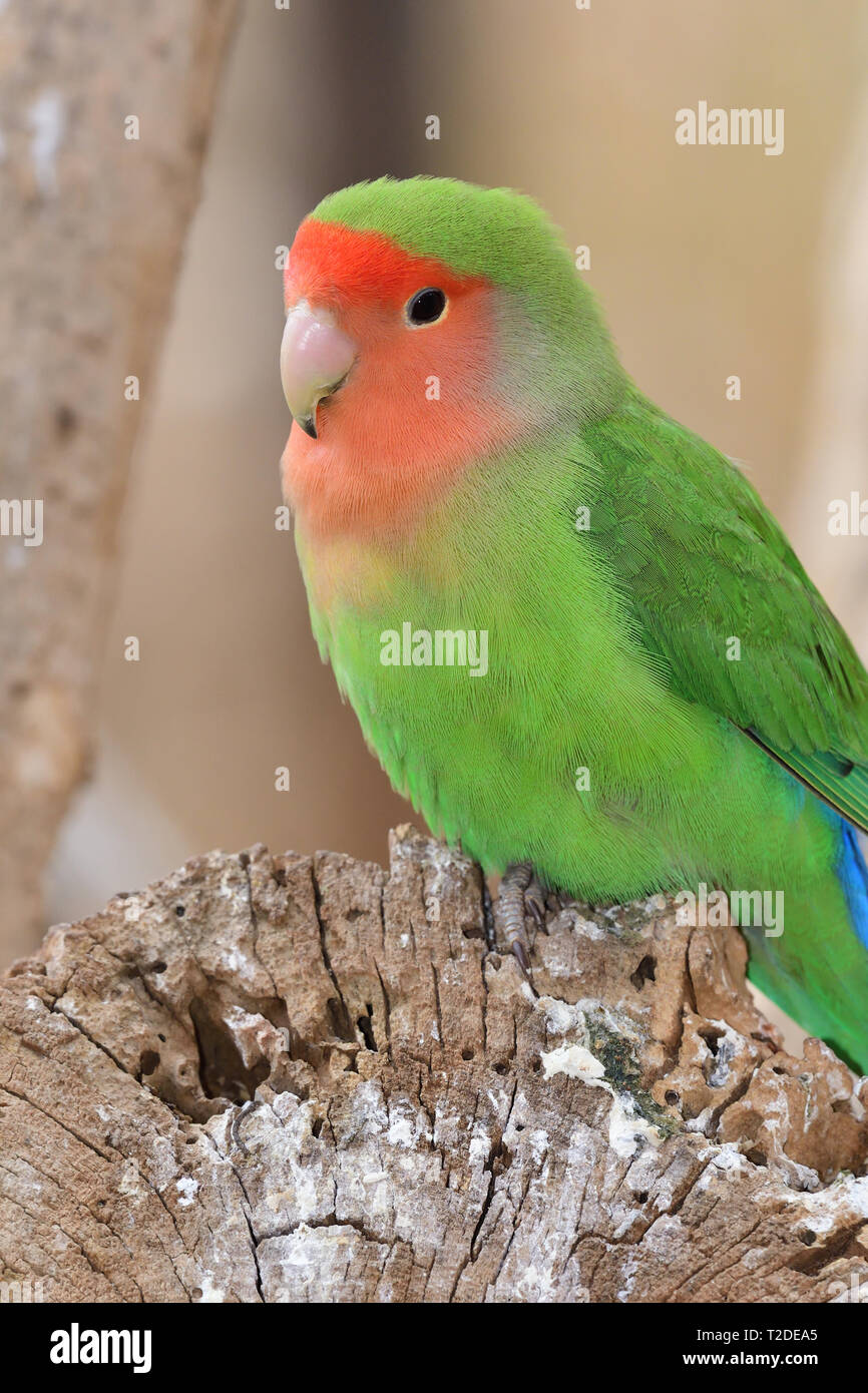 Rosy faced lovebird hi-res stock photography and images - Alamy