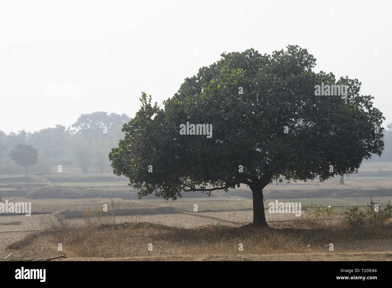 Big and strong hi-res stock photography and images - Alamy