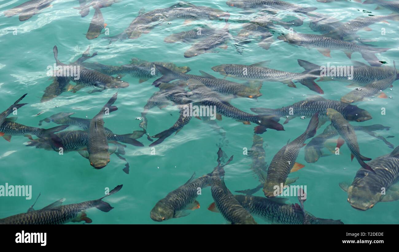 Fish lan hi-res stock photography and images - Alamy