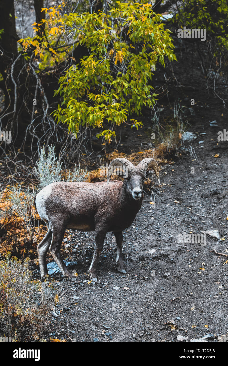 Ram person hi-res stock photography and images - Alamy