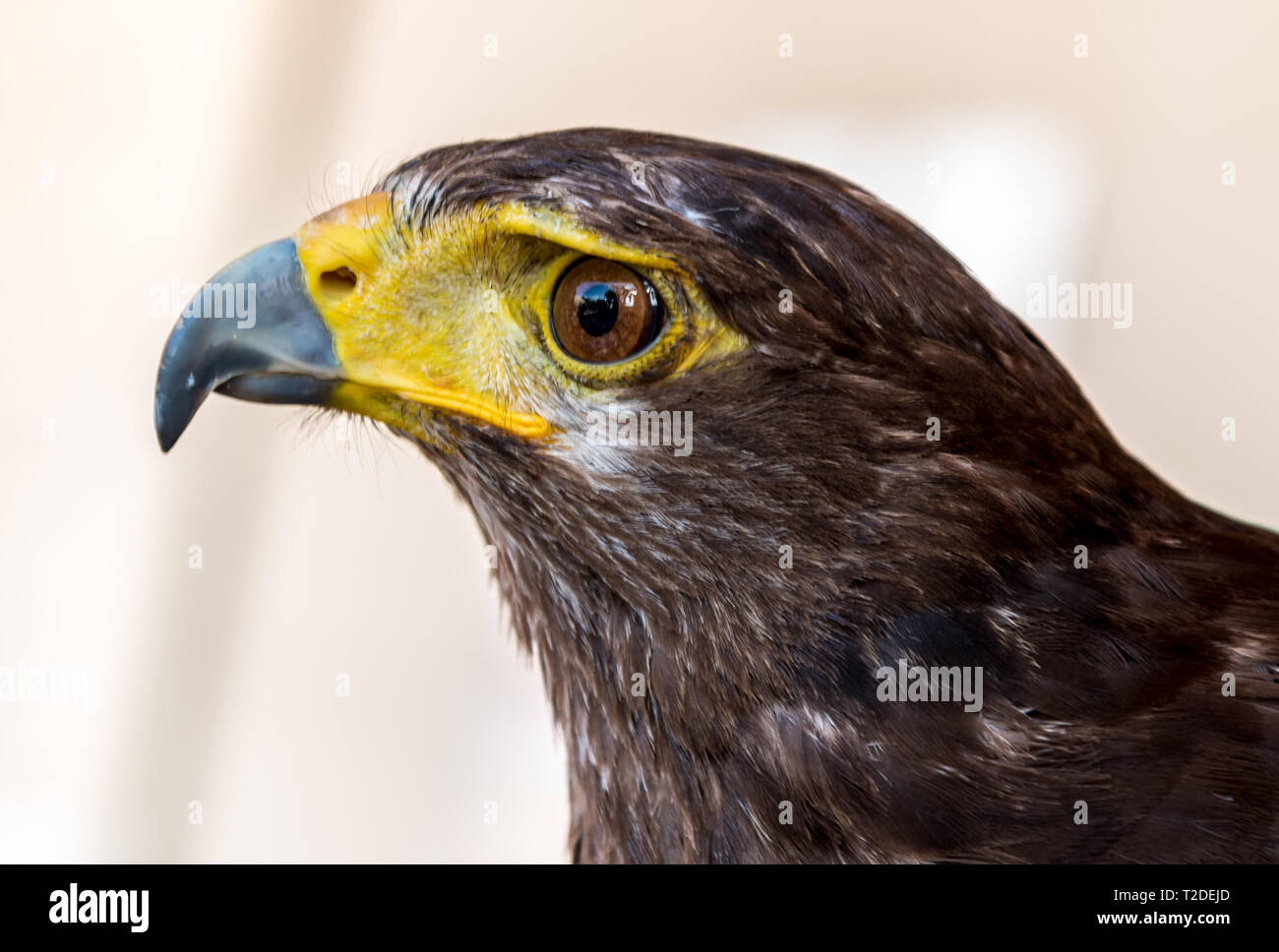 Head of young female Harris Hawk Stock Photo - Alamy