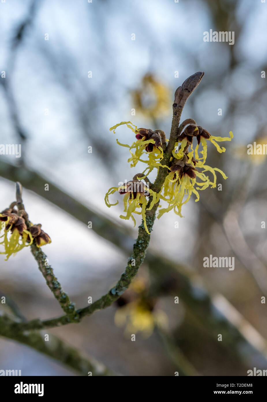 Hamamelis x intermedia Limelight in flower Stock Photo - Alamy