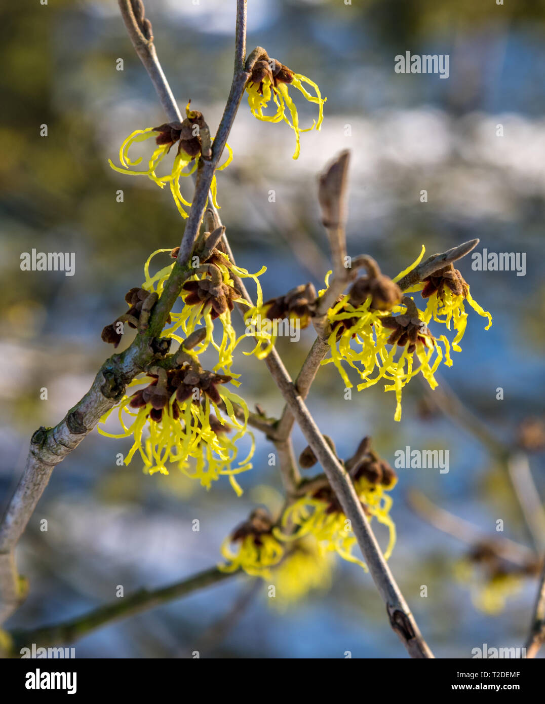 Hamamelis x intermedia Limelight in flower Stock Photo - Alamy