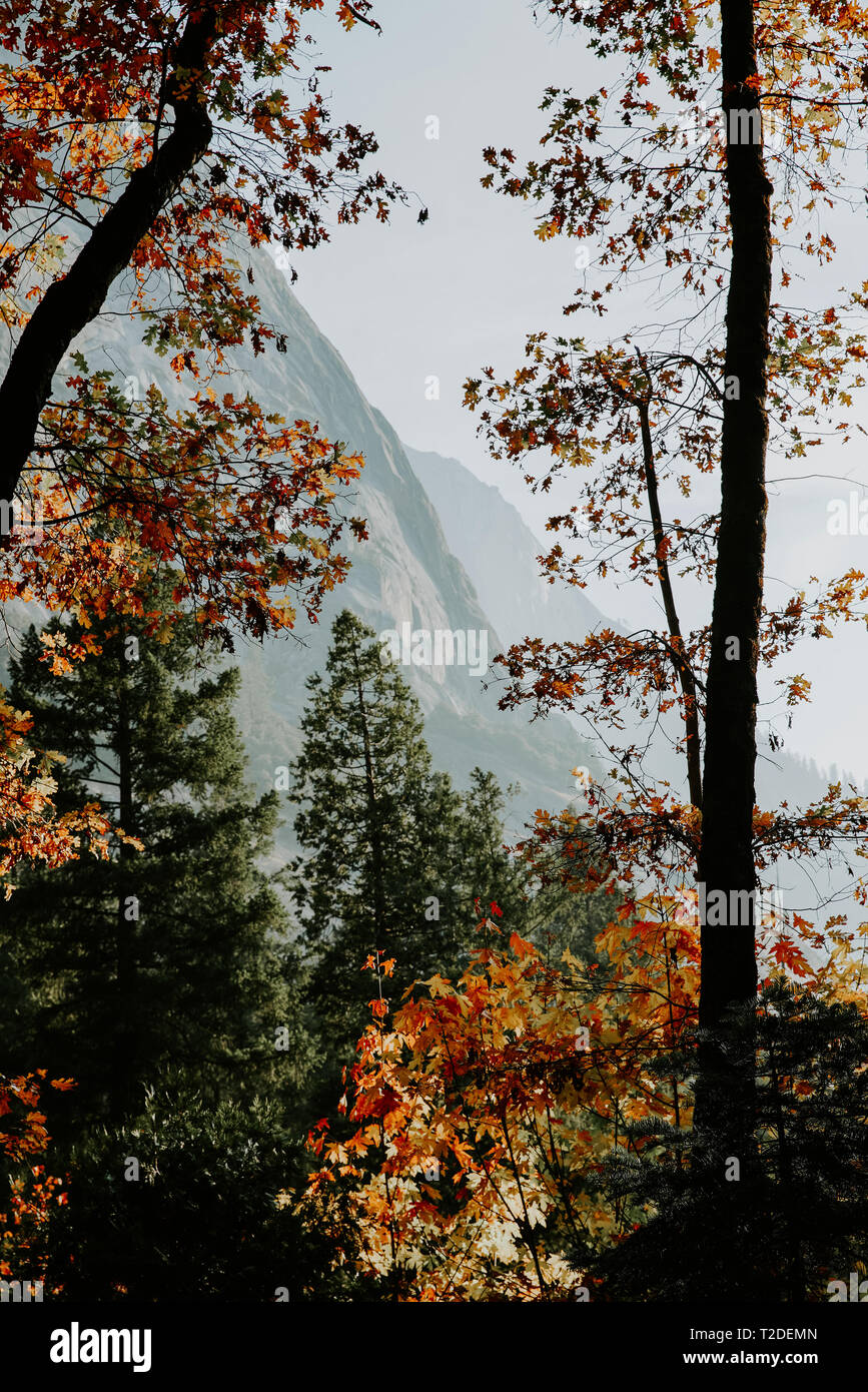 Fall leaf tree hi-res stock photography and images - Alamy