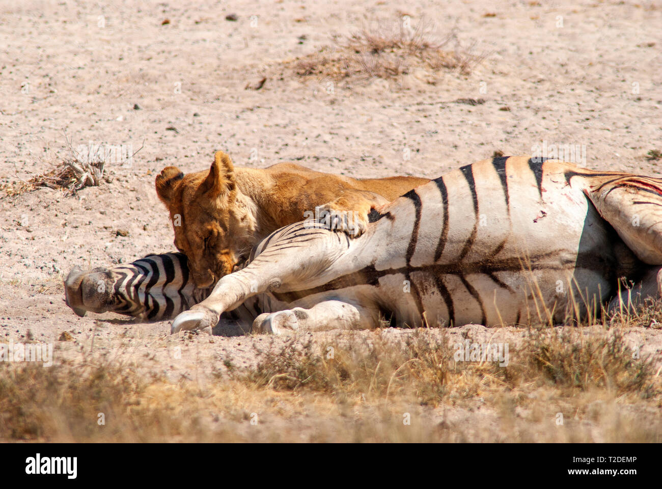Tiger Attacking Zebra