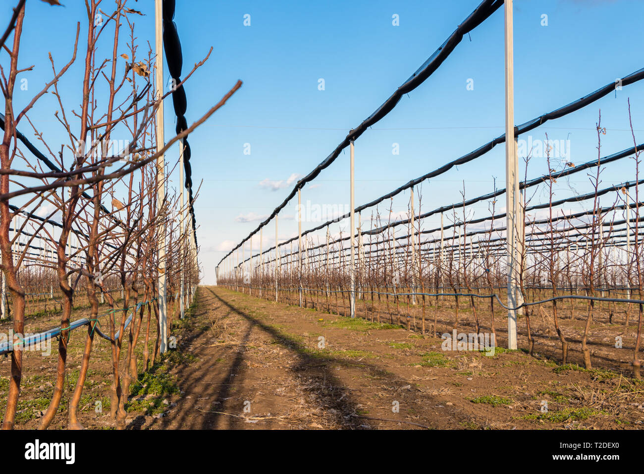 Apple orchard in the village of Kisac in March, apple plantation ...