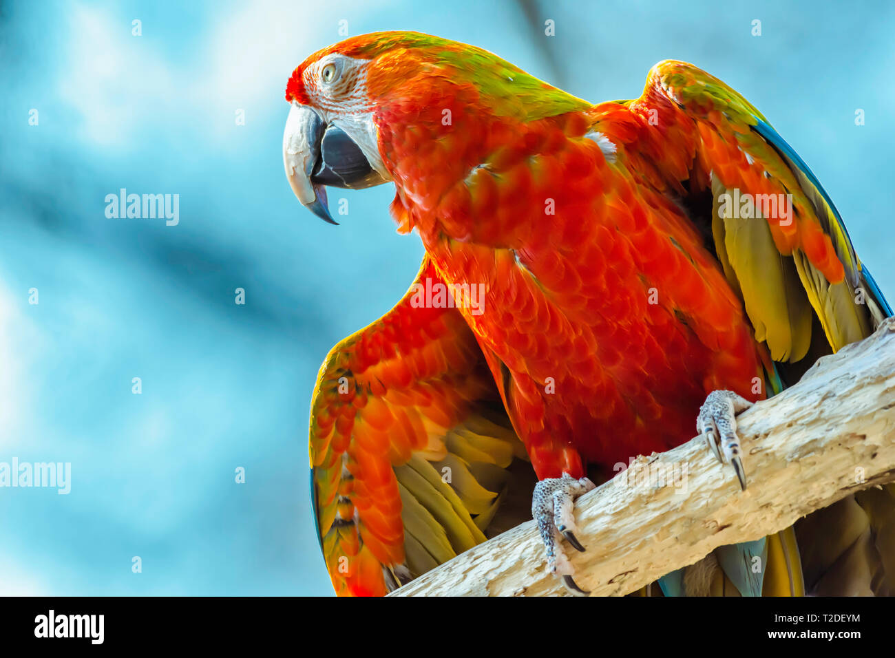 Large colourful bird hi-res stock photography and images - Alamy