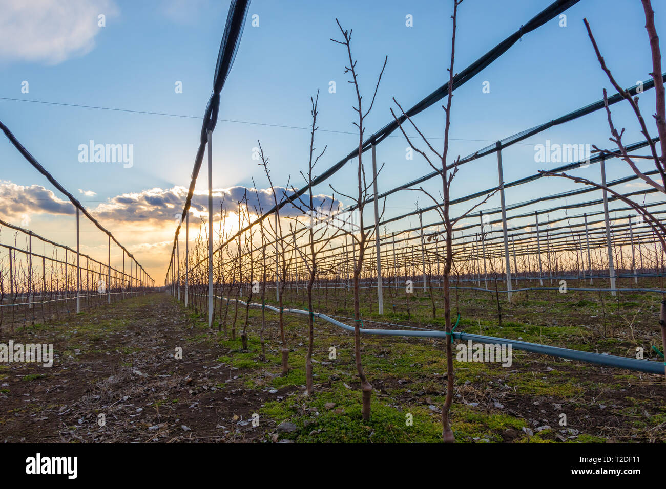Anti hail net hi-res stock photography and images - Alamy